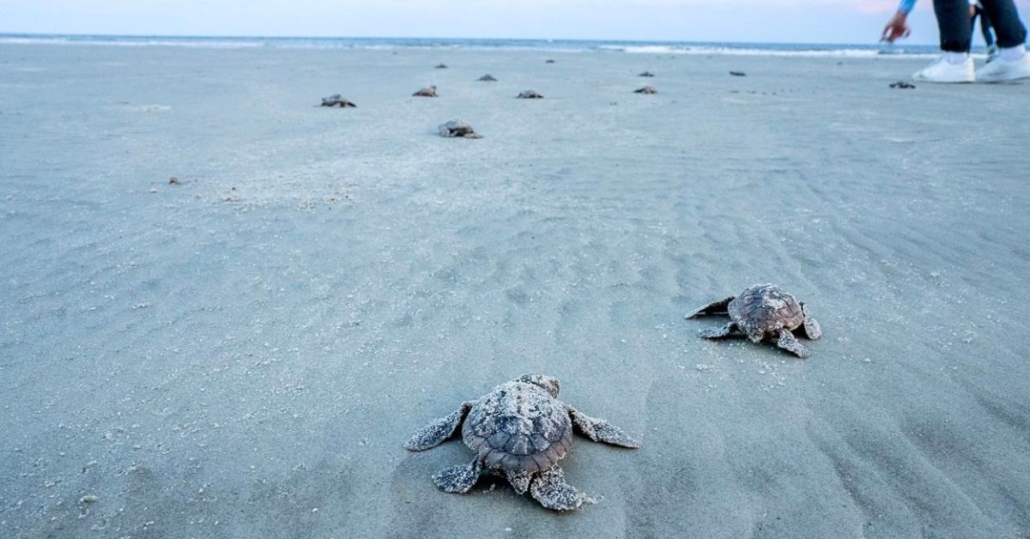 Sea Turtles - One Hundred Miles