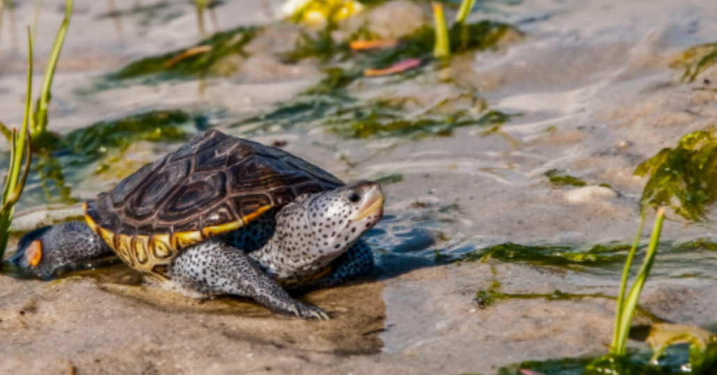 Sea Turtles - One Hundred Miles