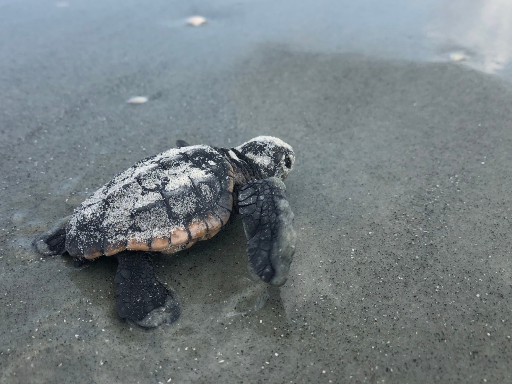 Sea Turtles - One Hundred Miles