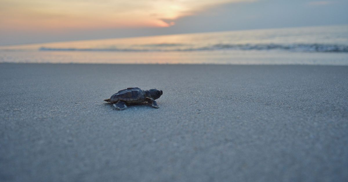 Take Action: Tell Glynn County to protect our sea turtles! (LSSI) - One ...